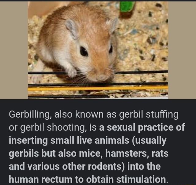 Gerbilling, also known as gerbil stuffing or gerbil shooting, is a ...