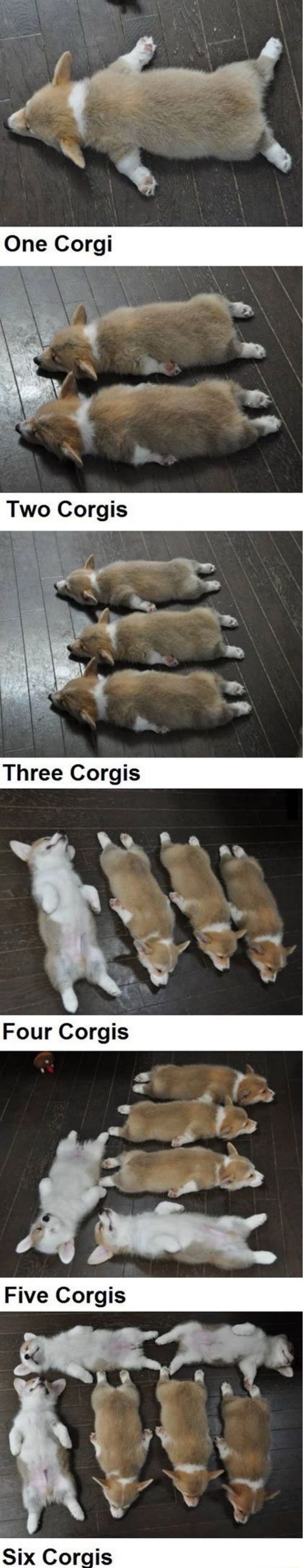 One Corgi \ pp wo Corgis Three Corgis Four Corgis Five Corgis Six ...