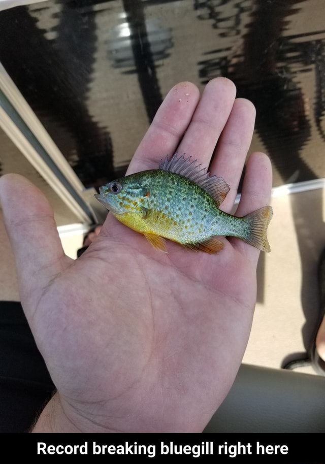Record breaking bluegill right here - Record breaking bluegill right here - iFunny