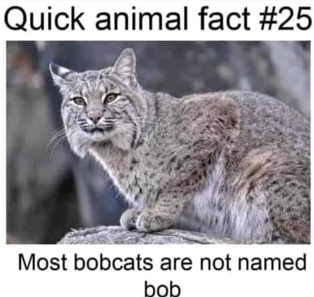 Quick animal fact #25 'Most bobcats are not named - iFunny