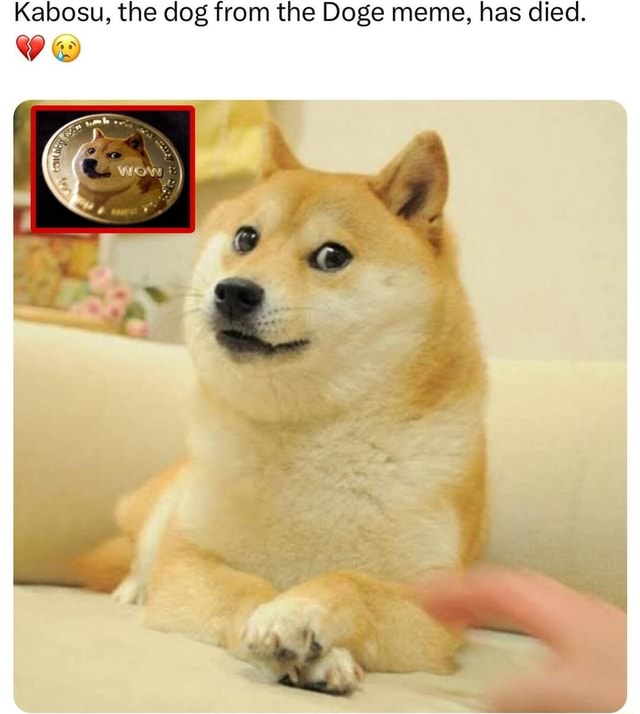 Kabosu, the dog from the Doge meme, has died. - iFunny