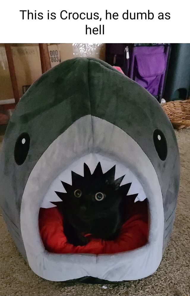 This is Crocus, he dumb as hell - iFunny