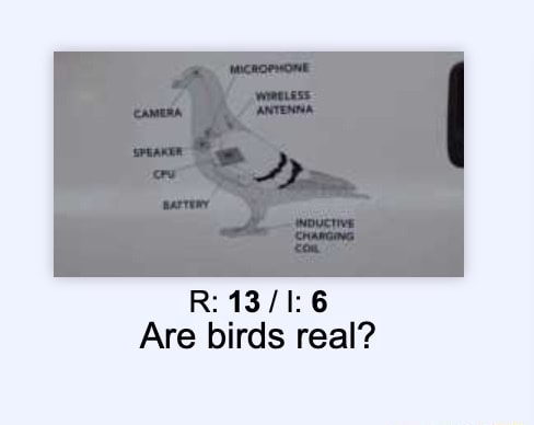 R: Are birds real? - iFunny
