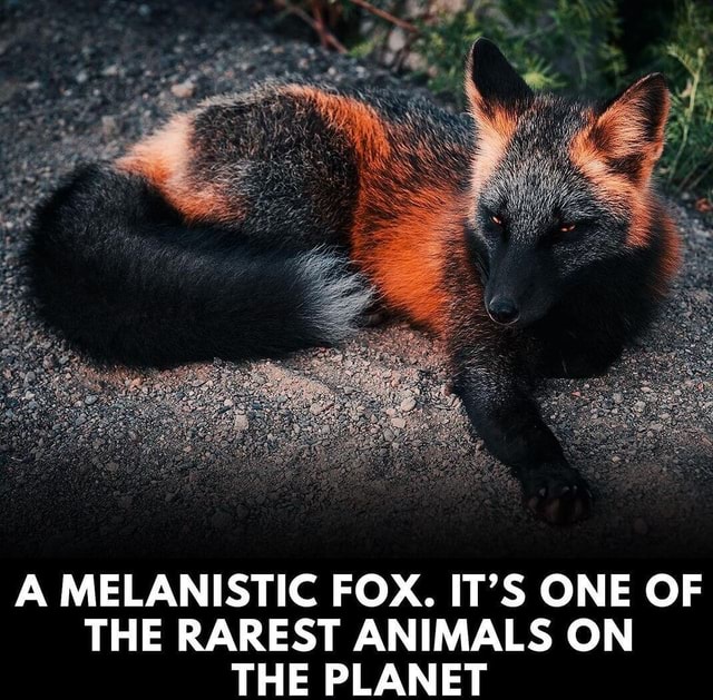 A MELANISTIC FOX. IT'S ONE OF THE RAREST ANIMALS ON THE PLANET ...