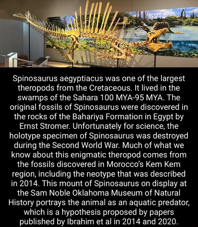 Spinosaurus aegyptiacus was one of the largest theropods from the ...