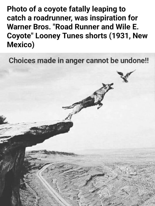 Photo of a coyote fatally leaping to catch a roadrunner, was ...