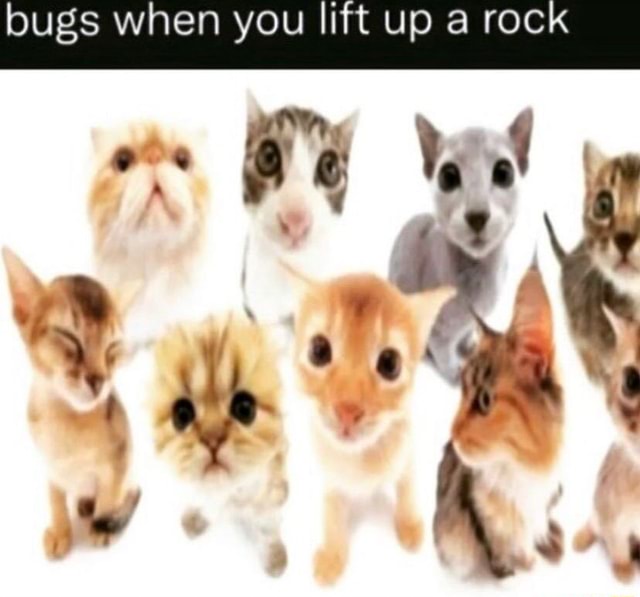 Bugs when you lift up a rock - iFunny