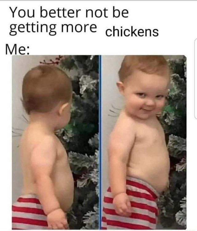 You better not be getting MOre chickens Me: - iFunny