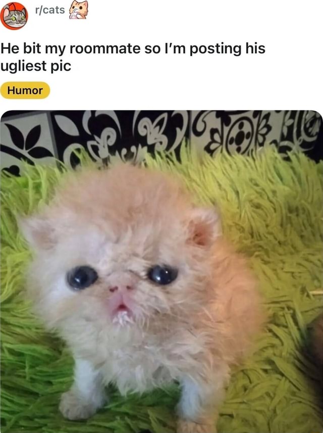He bit my roommate so I'm posting his ugliest pic Humor I - iFunny