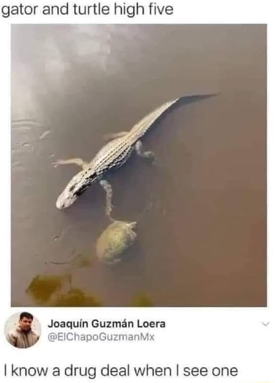 Gator and turtle high five Joaquin Guzman Loera @EIChapoGuzmanMx I know ...