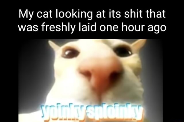 My cat looking at its shit that was freshly laid one hour ago 'Sploinky ...