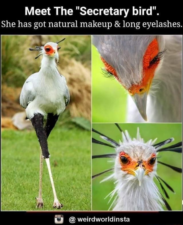 Meet The "Secretary bird". She has got natural makeup & long eyelashes ...
