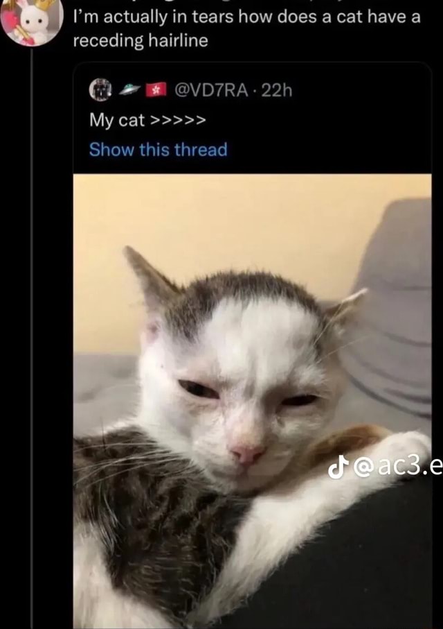 I'm actually in tears how does a cat have a receding hairline &7 @VD7RA ...