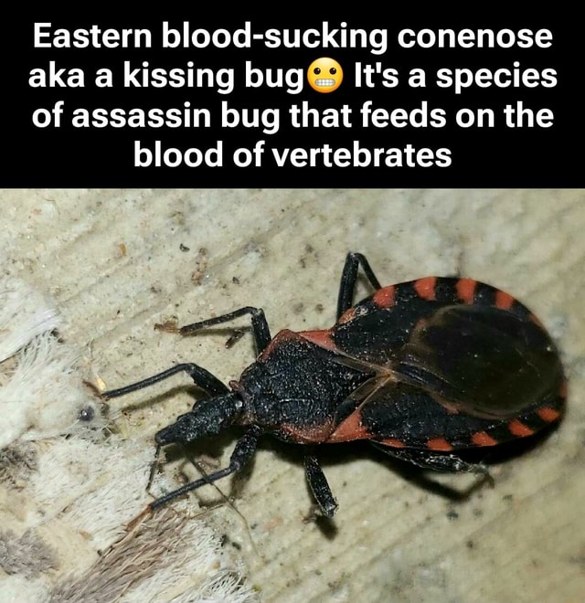 Eastern blood-sucking conenose aka a kissing bug@ It's a species of ...