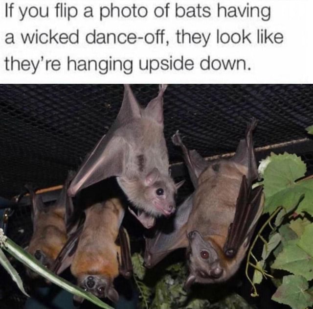 If you flip a photo of bats having a wicked dance-off, they look like ...