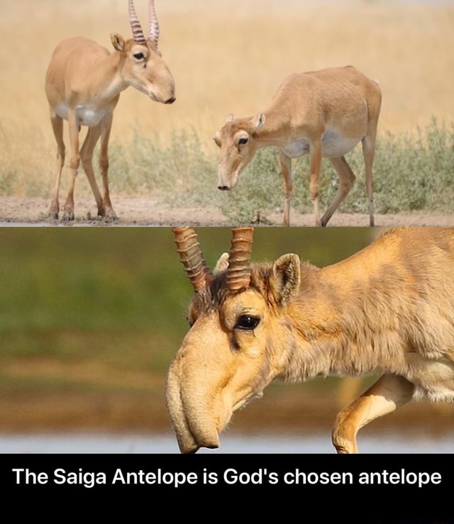 Fail The Saiga Antelope is God's chosen antelope - The Saiga Antelope ...