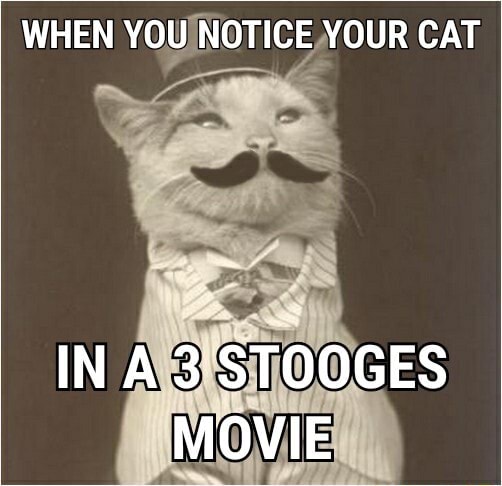 WHEN WHEN WHEN YOU NOTICE YOUR CAT NOTICE NOTICE YOUR CAT INA3 STOOGES ...