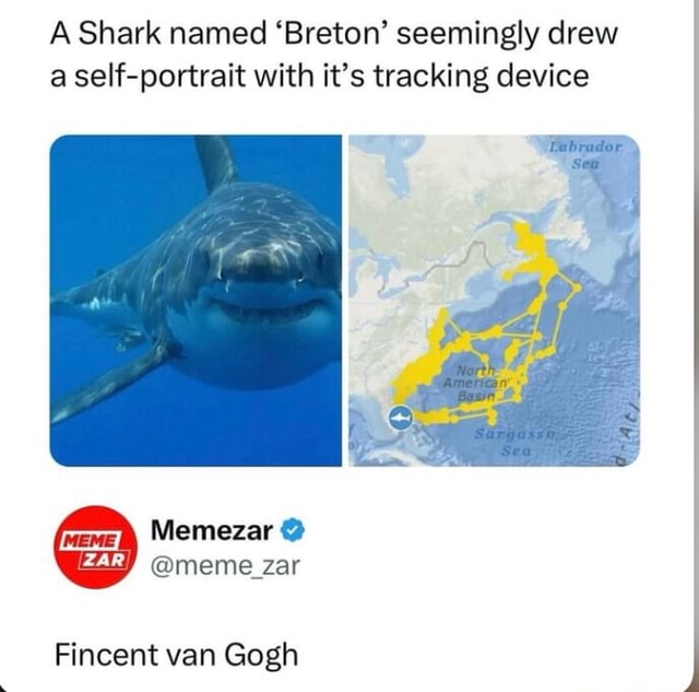 A Shark named 'Breton' seemingly drew a self-portrait with it's ...