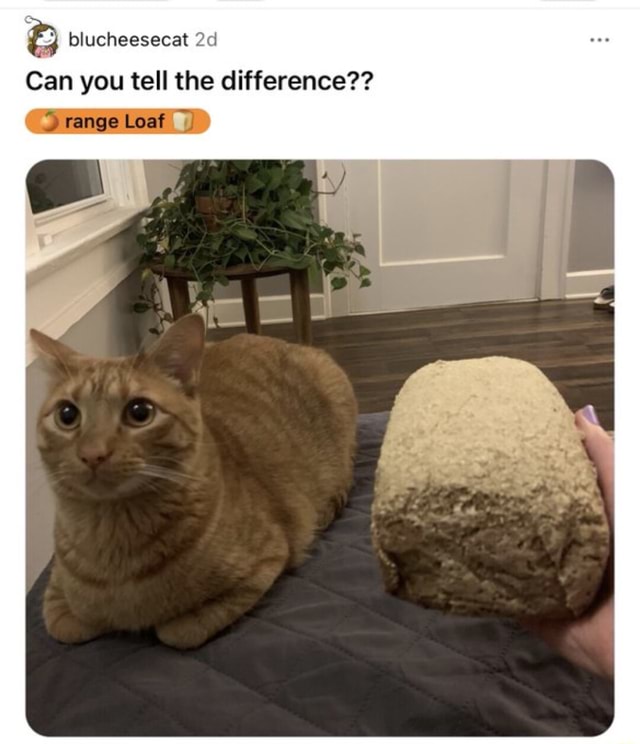 Blucheesecat Can you tell the difference?? range Loaf - iFunny