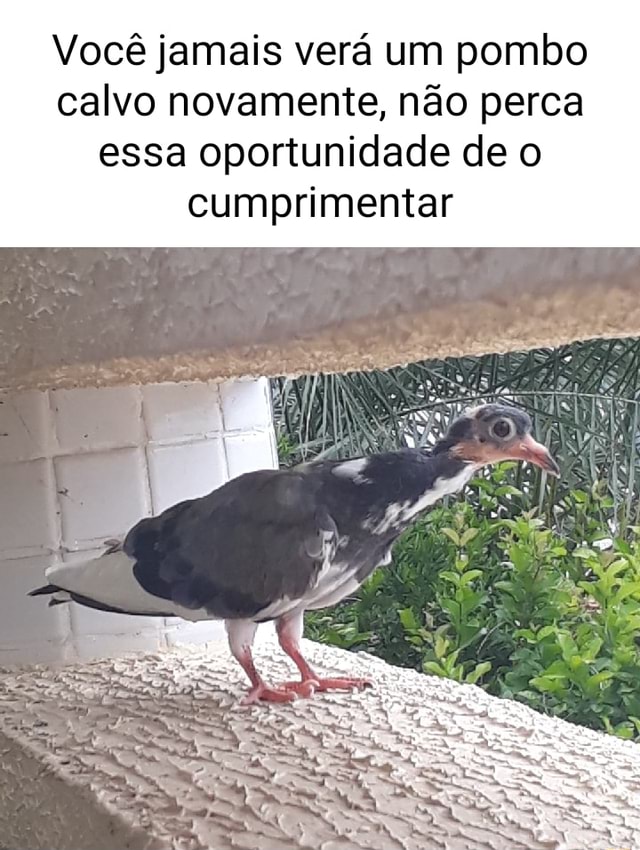 Você jamais verá um pombo calvo novamente, não perca essa oportunidade ...