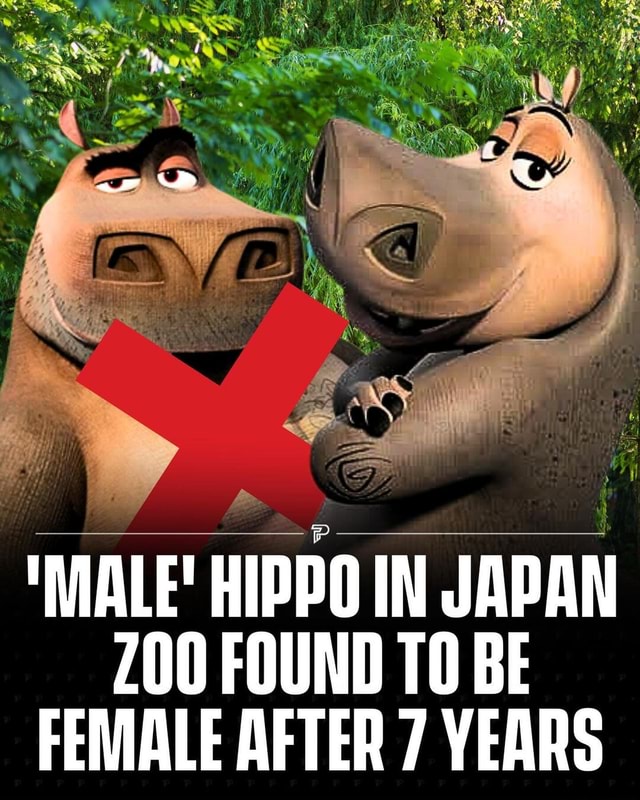 A Japanese zoo recently discovered that a hippopotamus, Gen-chan ...