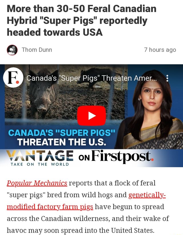 More than 30-50 Feral Canadian Hybrid "Super Pigs" reportedly headed towards USA Thom Dunn 7 ...