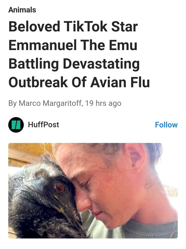 Animals Beloved TikTok Star Emmanuel The Emu Battling Devastating Outbreak Of Avian Flu By Marco ...