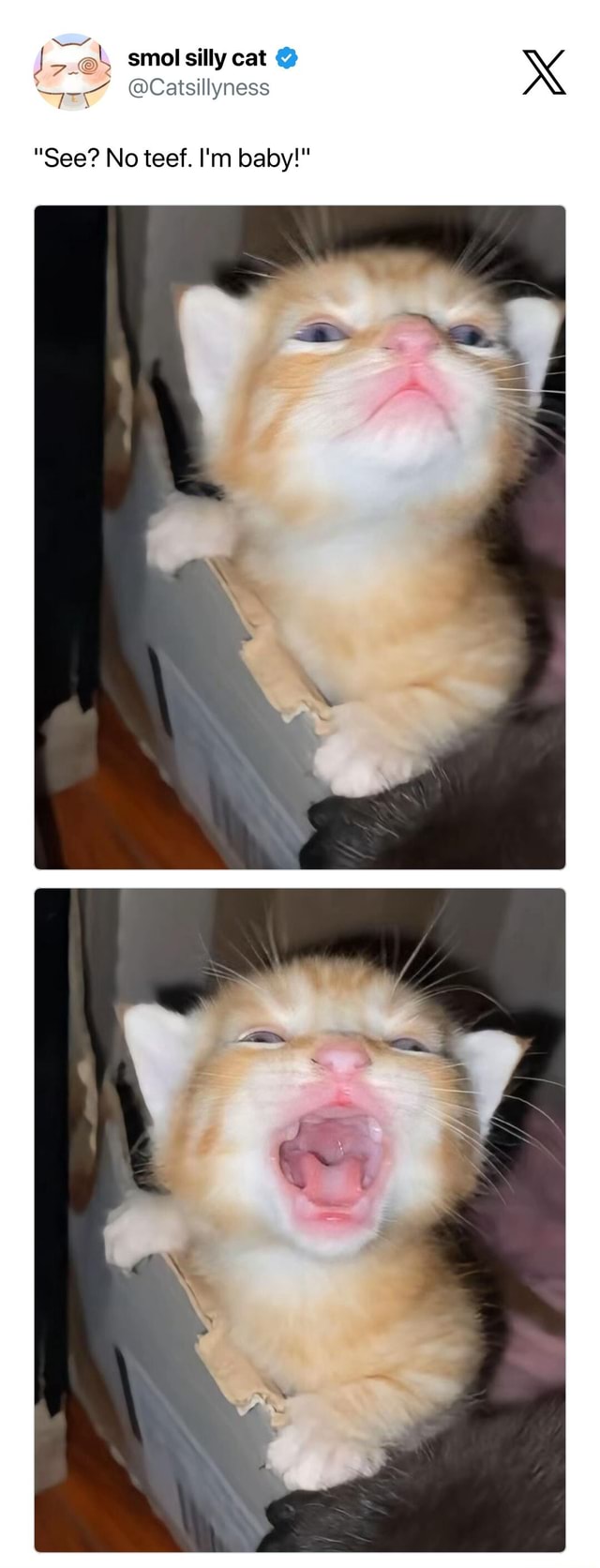 Smol silly cat @ @Catsillyness "See? No teef. I'm baby!" - iFunny