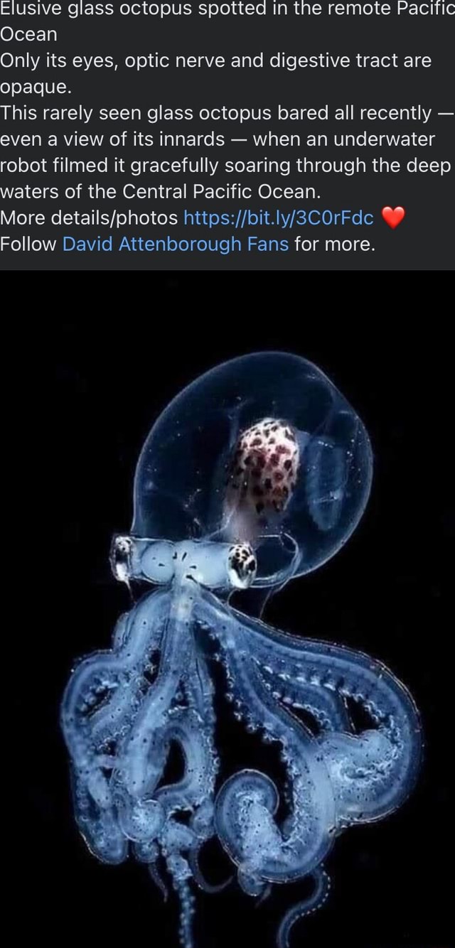 Elusive glass octopus spotted In the remote Pacitic Ocean Only its eyes ...