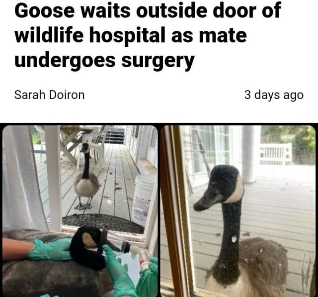 Goose waits outside door of wildlife hospital as mate undergoes surgery ...