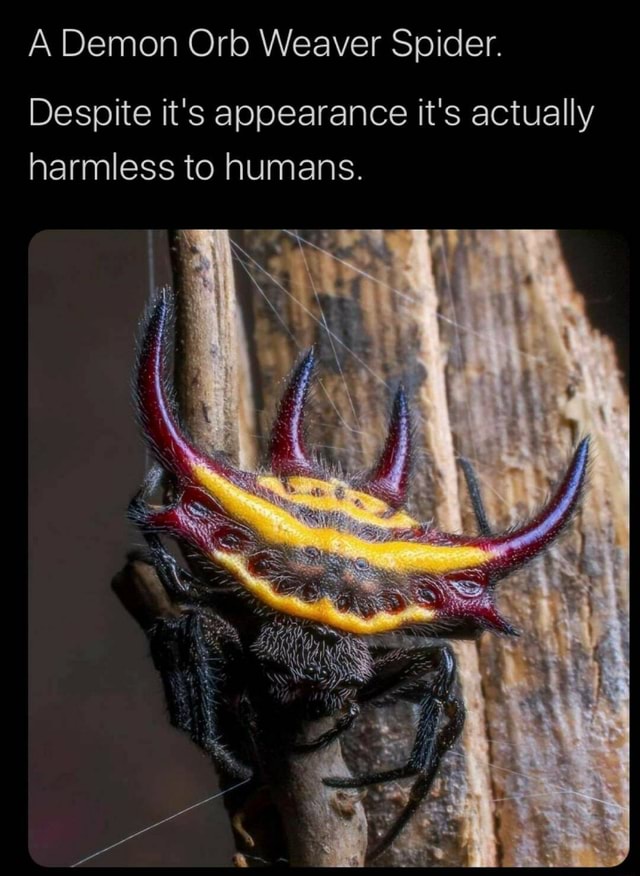 A Demon Orb Weaver Spider. Despite it's appearance it's actually ...