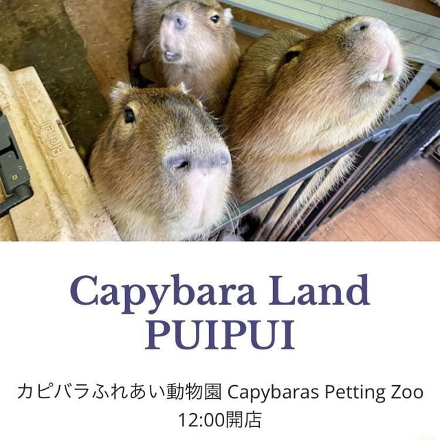 Capybara Land PUIPUI Capybaras Petting Zoo - iFunny