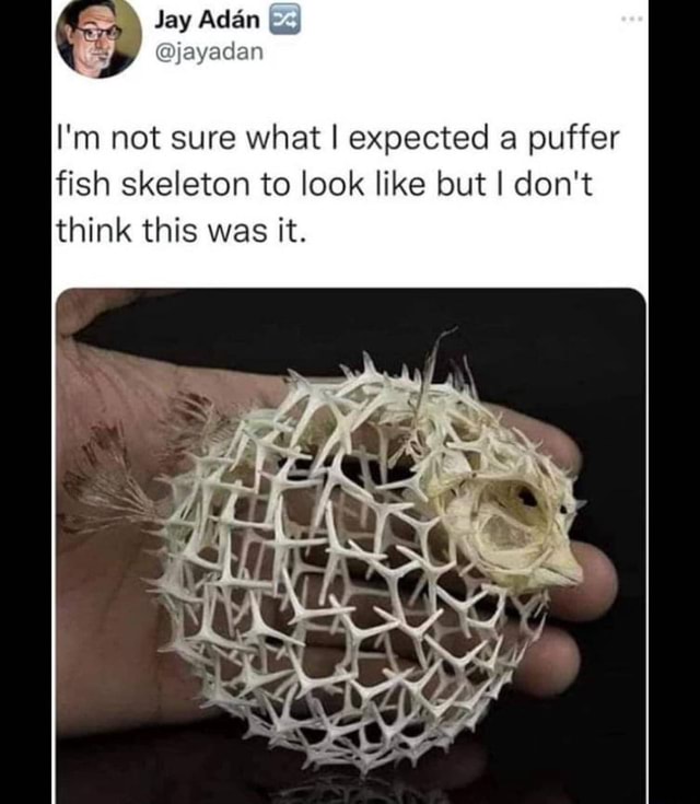 POP!!! - Jay Adan @jayadan I'm not sure what I expected a puffer fish skeleton to look like but ...