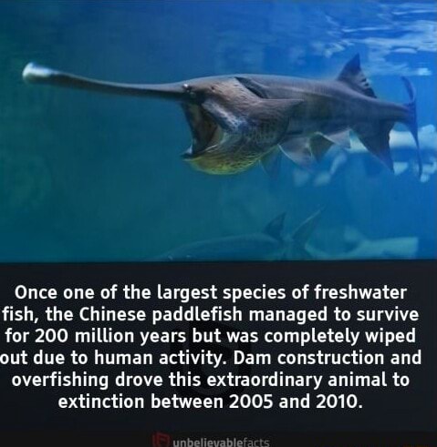Once one of the largest species of freshwater fish, the Chinese ...