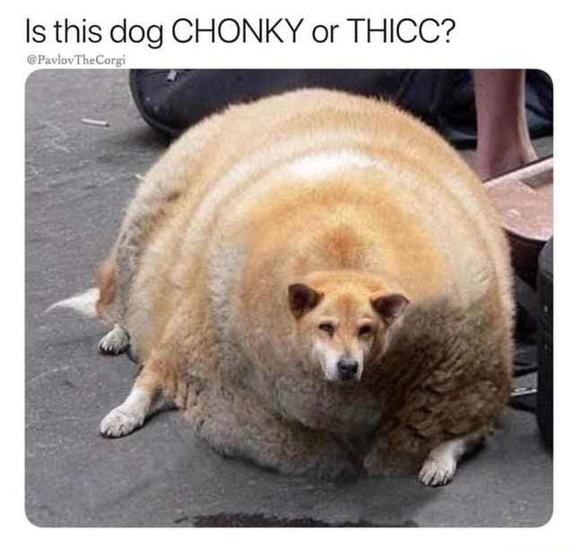 I; this dog CHONKY or THICC? - iFunny