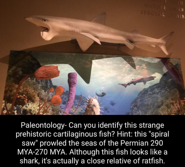 Paleontology- Can you identify this strange prehistoric cartilaginous ...