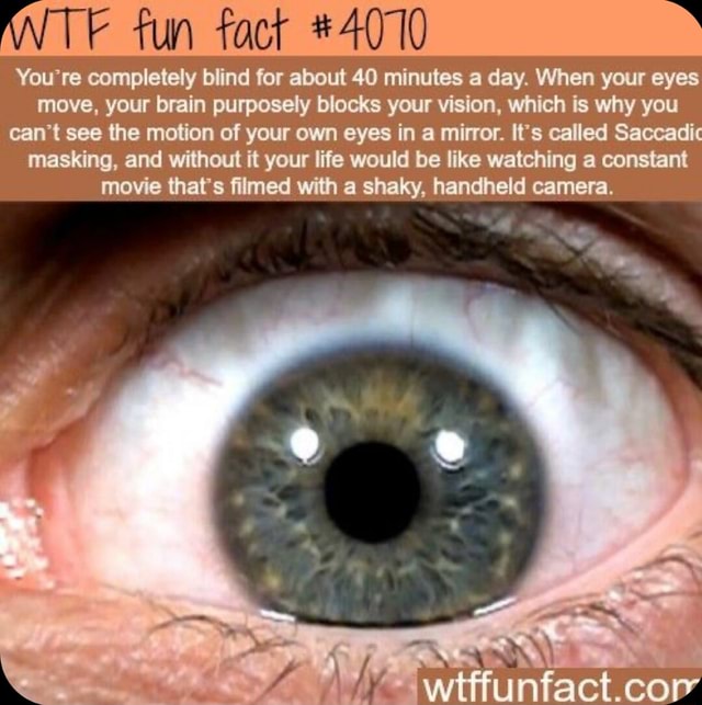 ANTE fun fact You're completely blind for about 40 minutes a day. When ...