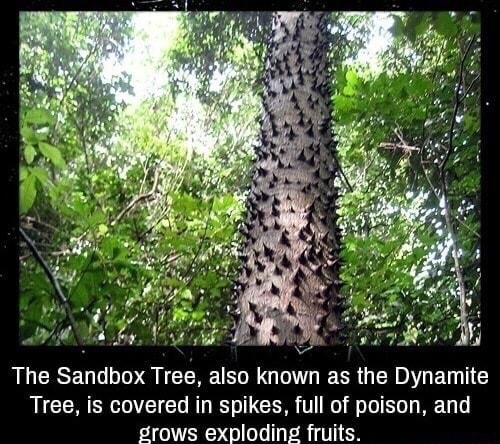 The Sandbox Tree, also known as the Dynamite Tree, is covered in spikes ...