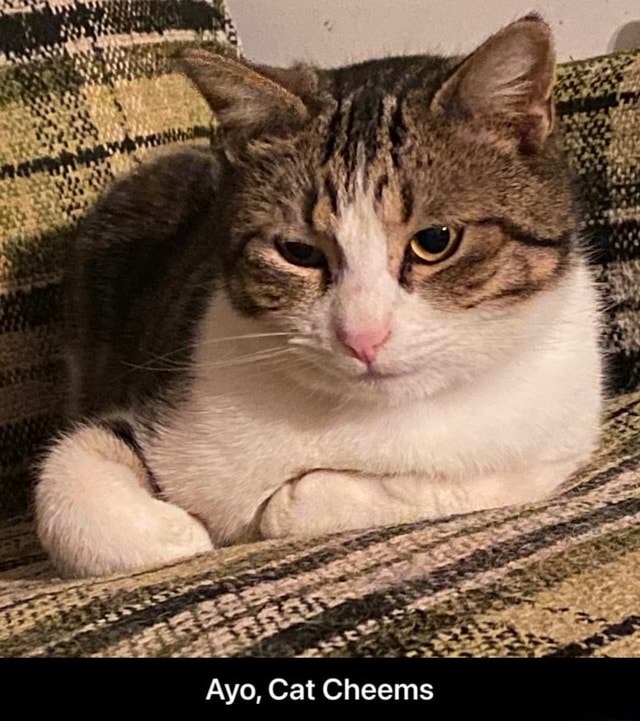 Ayo, Cat Cheems - Ayo, Cat Cheems - iFunny