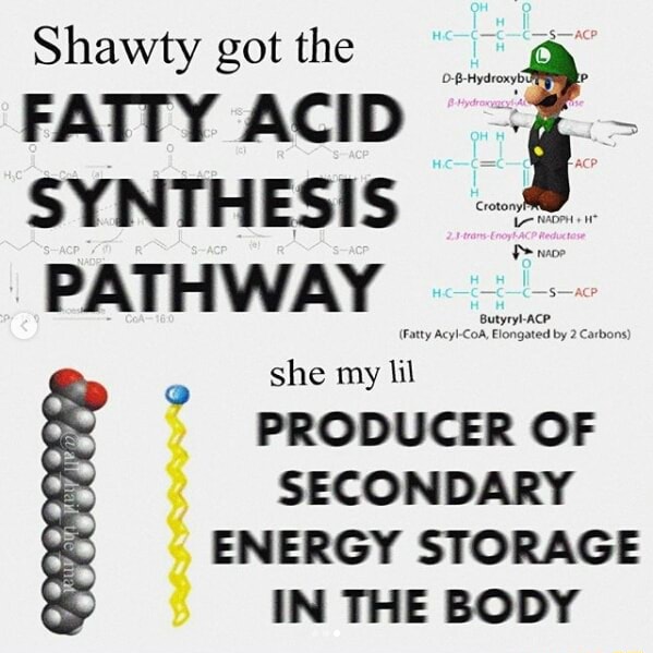 Shawty got the FATTY ACID SYNTHESIS PATHWAY she my PRODUCER OF ...