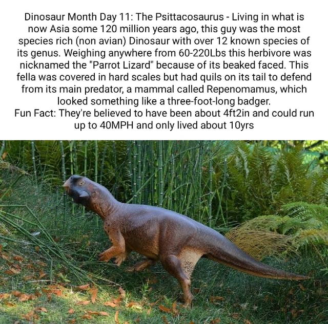 Dinosaur Month Day 11: The Psittacosaurus - Living in what is now Asia ...