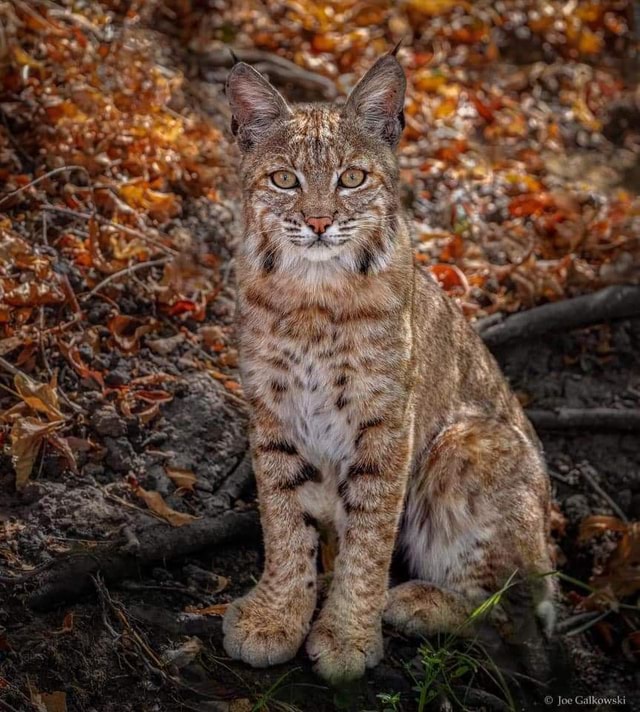 Bobcat in Fall Colors by Joe Galkowski - America’s best pics and videos