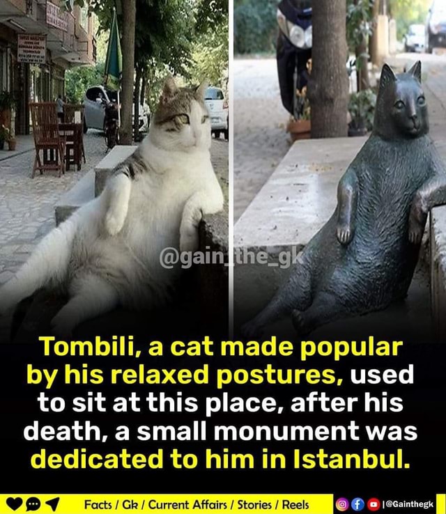 Tombili, a cat made popular by his relaxed postures, used to sit at ...