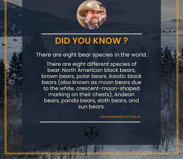 DID YOU KNOW ? There are eight bear species in the world. There are ...