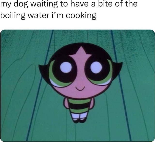 My Dog Waiting To Have A Bite Of The Boiling Water I M Cooking Ifunny