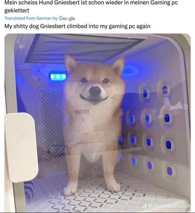 Mein scheiss Hund Gniesbert ist schon wieder in meinen Gaming pc ...