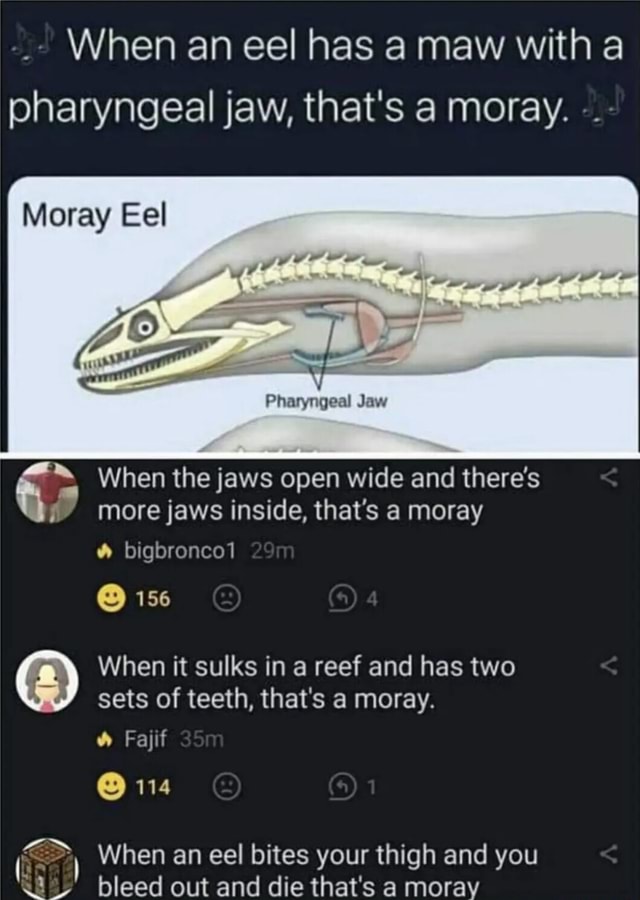 When an eel has a maw with a pharyngeal jaw, that's a moray. Moray Eel ...