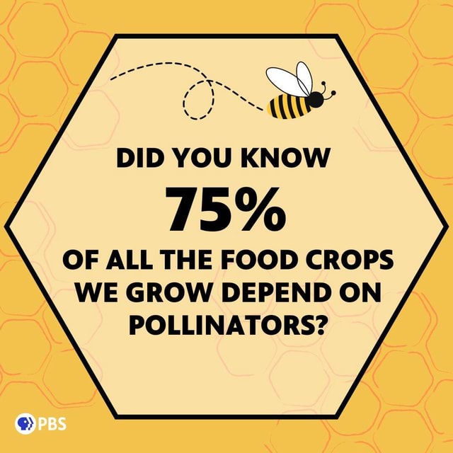 Pollination produces many of our food crops, including coffee, apples ...