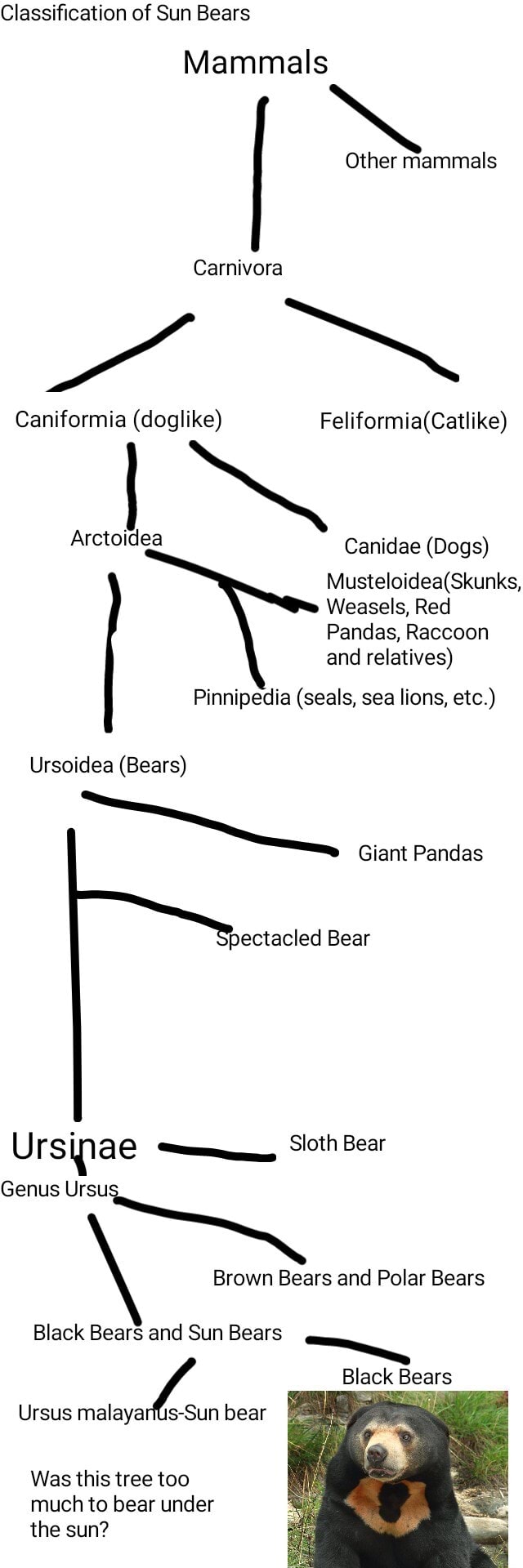 Classification of Sun Bears Mammals Other mammals Carnivora Caniformia ...