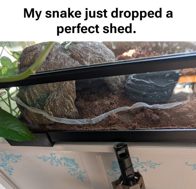 My snake just dropped a perfect shed. Be - iFunny